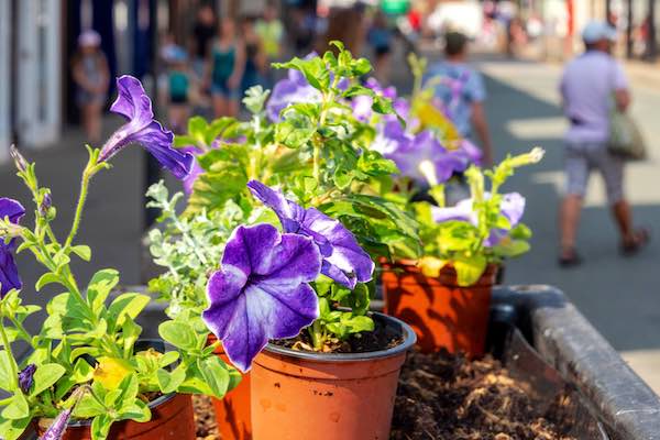 Chester in purple bloom - So Counties