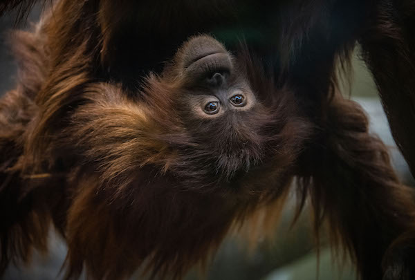 In Pictures: the Chester Zoo animals safe after Monsoon Forest fire ...