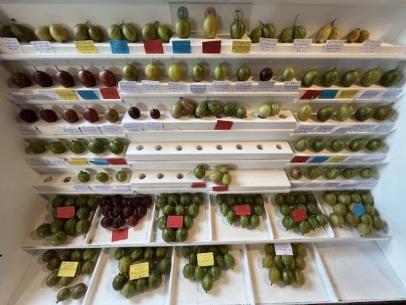 Goostrey Gooseberry Show 2022 - So Counties