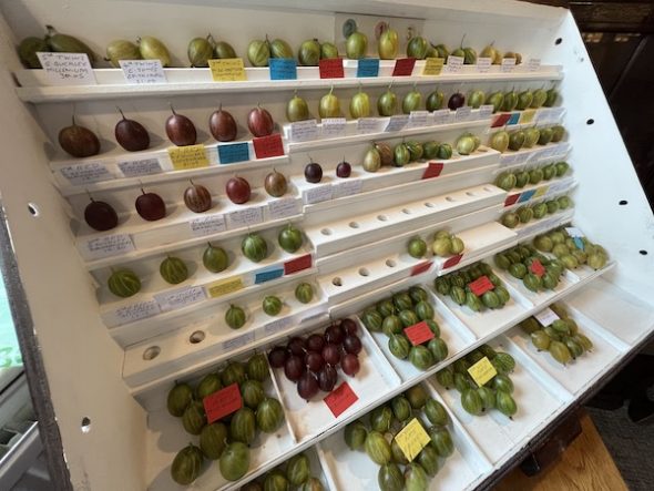Goostrey Gooseberry Show 2022 - So Counties