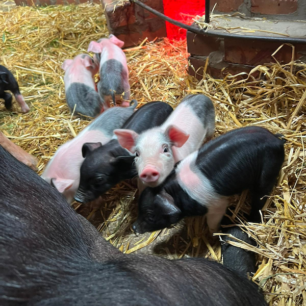 Rare breed baby boom at Tatton Park farm - So Counties