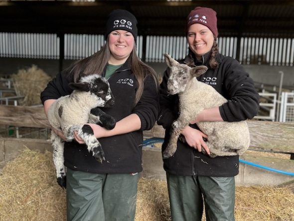 Looking forward to lambing live at Pye Ash Farm - So Counties