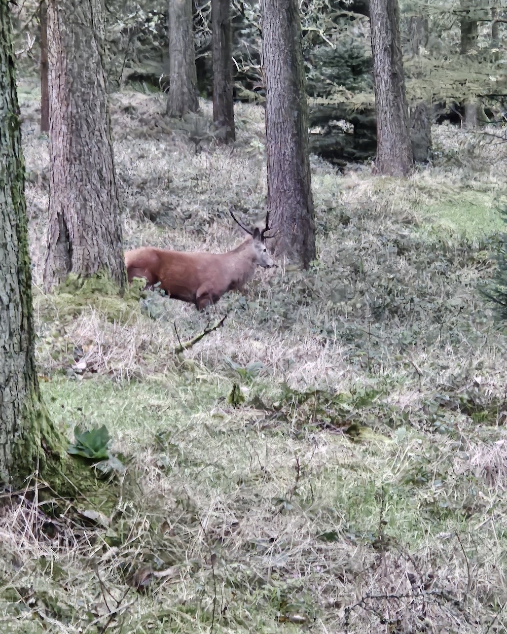 Readers’ Photos: a lone stag in Macclesfield forest - So Counties