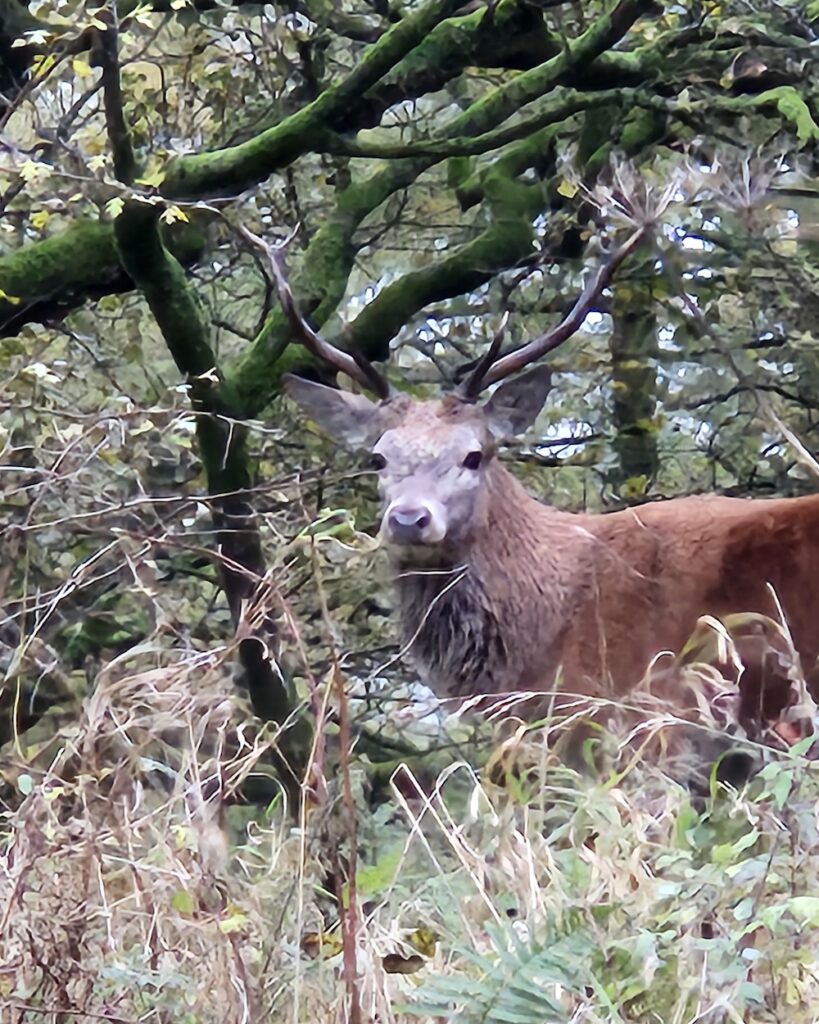 Readers’ Photos: a lone stag in Macclesfield forest - So Counties